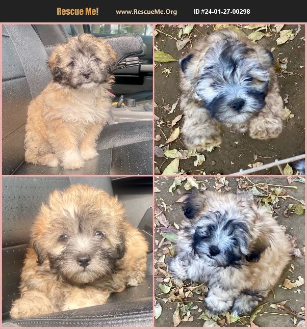 ADOPT 24012700298 ~ Maltese Rescue ~ Van Nuys, CA