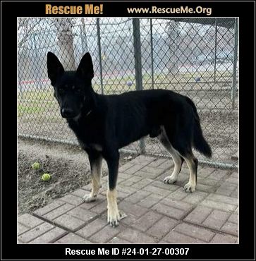 - Texas German Shepherd Rescue - ADOPTIONS - Rescue Me!