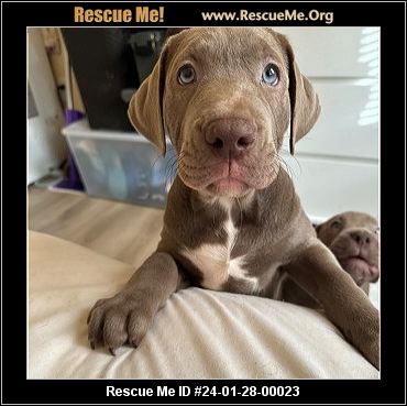 - New Jersey American Bulldog Rescue - ADOPTIONS - Rescue Me!