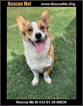 - Texas Corgi Rescue - ADOPTIONS - Rescue Me!