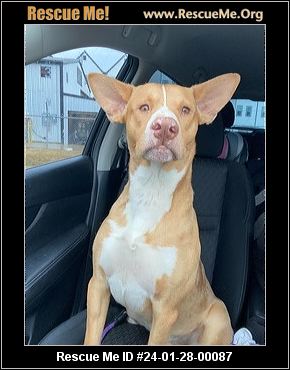 - Texas Basenji Rescue - ADOPTIONS - Rescue Me!