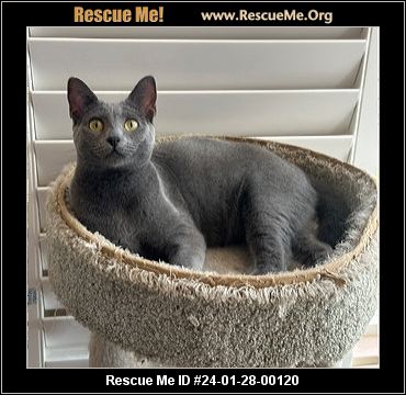 - California Russian Blue Rescue - ADOPTIONS - Rescue Me!