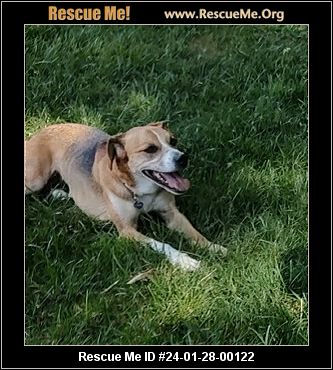 - Virginia Australian Shepherd Rescue - ADOPTIONS - Rescue Me!