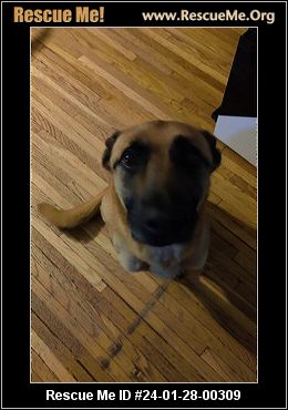 - Pennsylvania Dog Rescue - ADOPTIONS - Rescue Me!