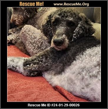 - Oregon Poodle Rescue - ADOPTIONS - Rescue Me!