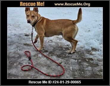 - Wisconsin Corgi Rescue - ADOPTIONS - Rescue Me!