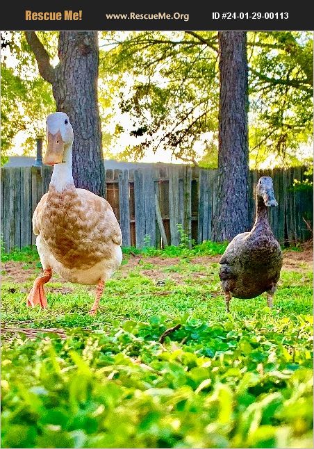 ADOPT 24012900113 ~ Pet Bird Rescue ~ Florence, AL