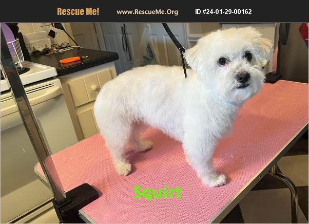 ADOPT 24012900162 ~ Maltese Rescue ~ Raleigh, NC