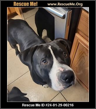 - Texas Pit Bull Rescue - ADOPTIONS - Rescue Me!