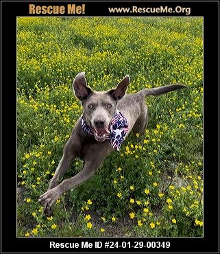 - Utah Dog Rescue - ADOPTIONS - Rescue Me!