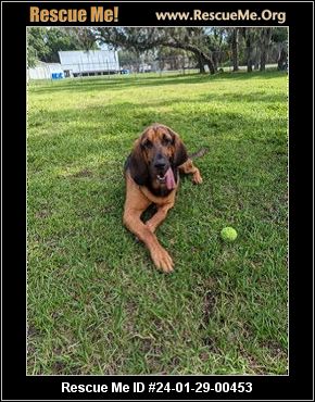 - Florida Bloodhound Rescue - ADOPTIONS - Rescue Me!