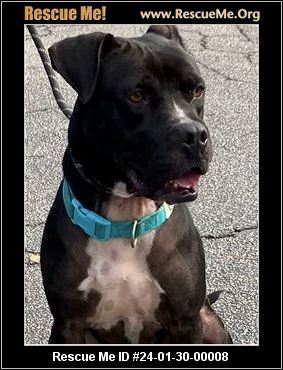 - Georgia Boxer Rescue - ADOPTIONS - Rescue Me!