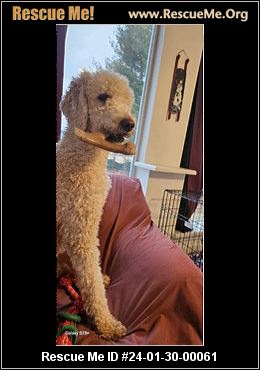 - Maryland Poodle Rescue - ADOPTIONS - Rescue Me!