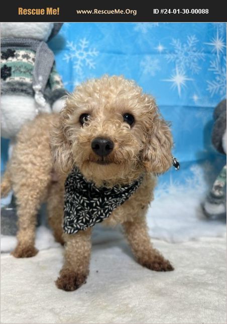 ADOPT 24013000088 ~ Poodle Rescue ~ New stanton, PA