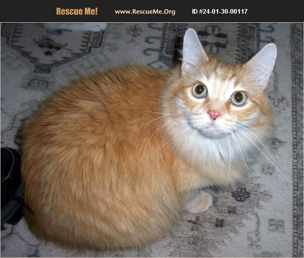 ADOPT 24013000117 ~ Manx Rescue ~ Liberty, NC