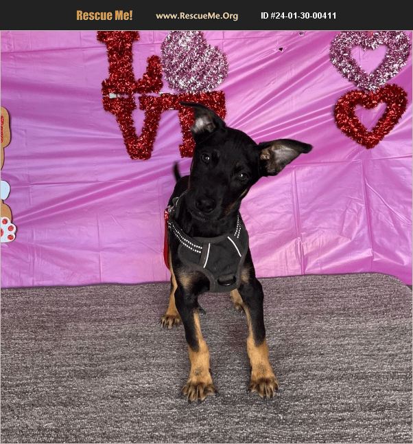 ADOPT 24013000411 ~ German Pinscher Rescue ~ Carlsbad, CA