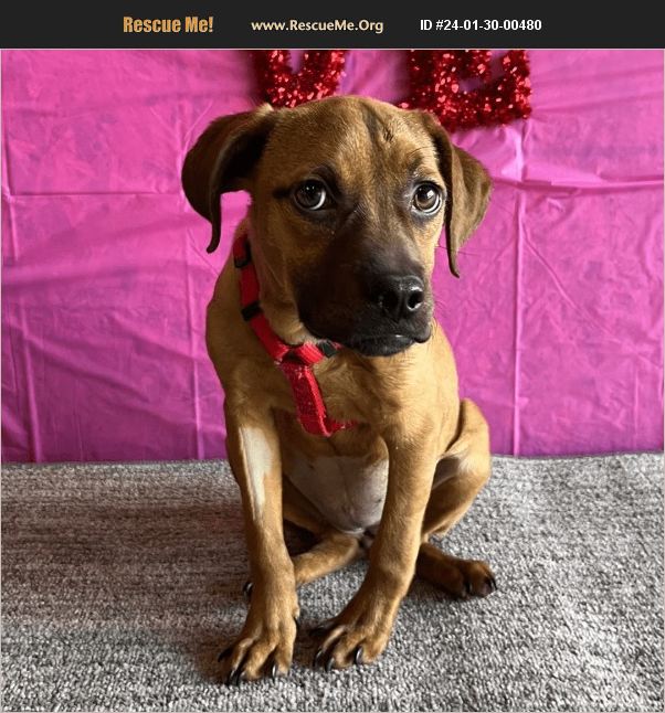 ADOPT 24013000480 ~ Rhodesian Ridgeback Rescue ~ Carlsbad, CA