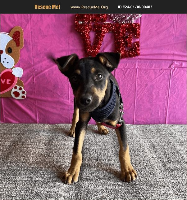 ADOPT 24013000483 ~ German Pinscher Rescue ~ Carlsbad, CA