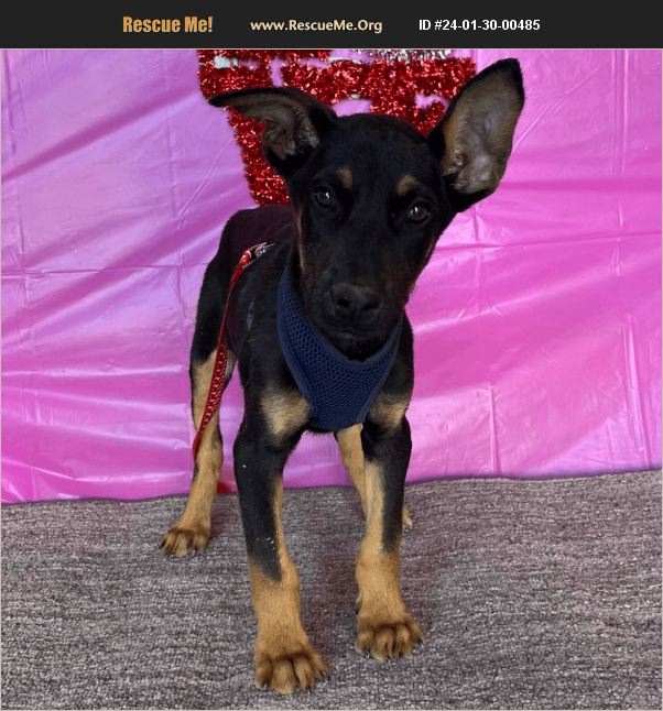 ADOPT 24013000485 ~ German Pinscher Rescue ~ Carlsbad, CA
