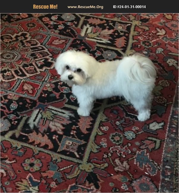 ADOPT 24013100014 ~ Maltese Rescue ~ Santa Rosa Beach, FL