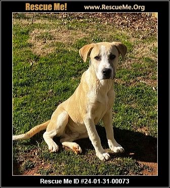 - Georgia Dog Rescue - ADOPTIONS - Rescue Me!