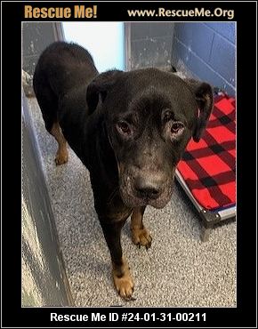 - Oklahoma Dog Rescue - ADOPTIONS - Rescue Me!