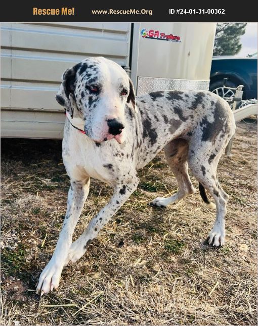 ADOPT 24013100362 ~ Great Dane Rescue ~ Dallas, TX