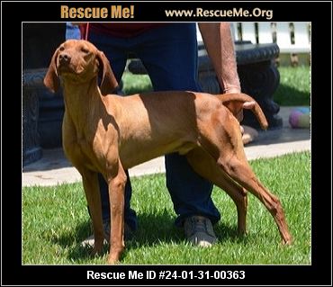 - California Vizsla Rescue - ADOPTIONS - Rescue Me!