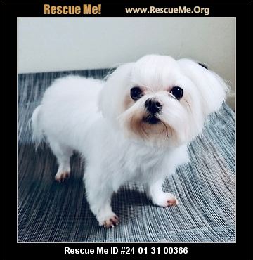- California Maltese Rescue - ADOPTIONS - Rescue Me!