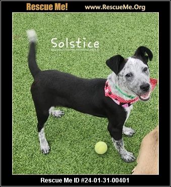 - Georgia Dog Rescue - ADOPTIONS - Rescue Me!