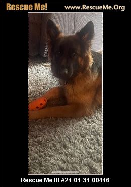 - Indiana German Shepherd Rescue - ADOPTIONS - Rescue Me!