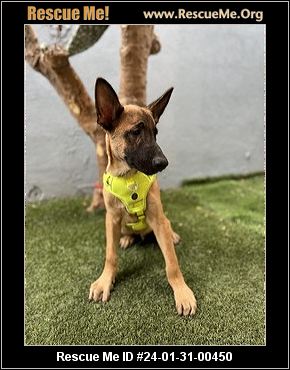 - California Lab Rescue - ADOPTIONS - Rescue Me!