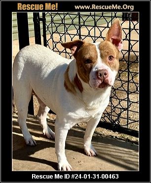 - Georgia Dog Rescue - ADOPTIONS - Rescue Me!