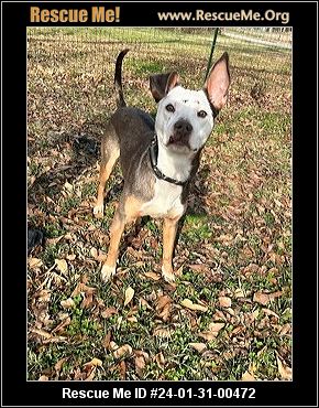 - Georgia Dog Rescue - ADOPTIONS - Rescue Me!