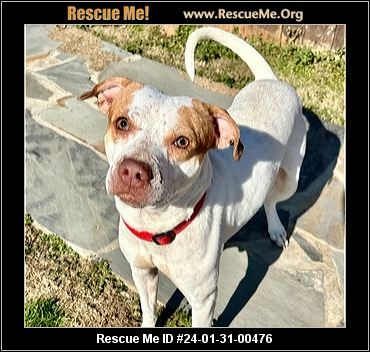 - Georgia Dog Rescue - ADOPTIONS - Rescue Me!