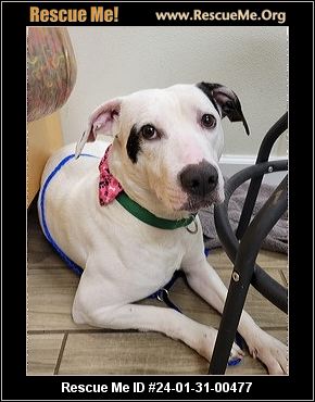 - Georgia Dog Rescue - ADOPTIONS - Rescue Me!