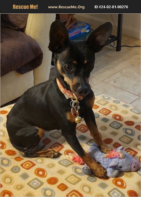 ADOPT 24020100276 ~ Miniature Pinscher Rescue ~ Duluth, GA