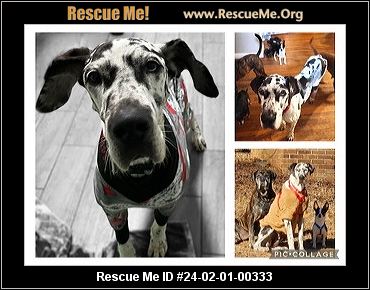 - North Carolina Dog Rescue - ADOPTIONS - Rescue Me!