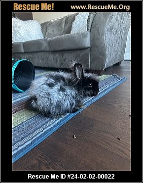- Texas Rabbit Rescue - ADOPTIONS - Rescue Me!