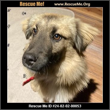 - North Carolina Dog Rescue - ADOPTIONS - Rescue Me!