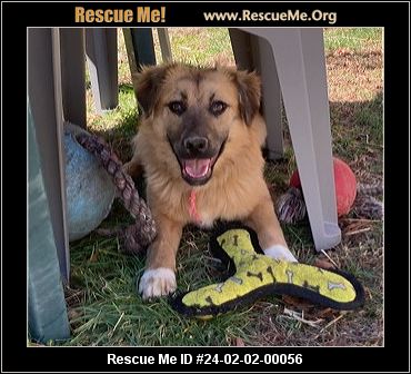 - North Carolina Dog Rescue - ADOPTIONS - Rescue Me!