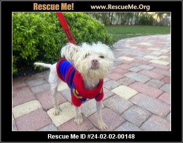 - Florida Maltese Rescue - ADOPTIONS - Rescue Me!