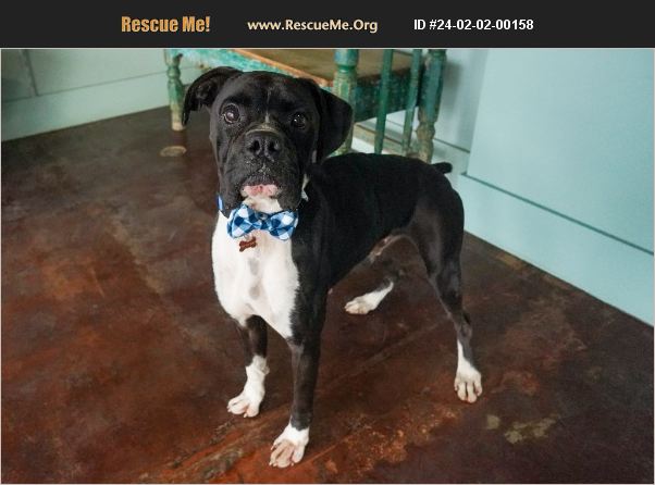 ADOPT 24020200158 ~ Boxer Rescue ~ San Antonio, TX