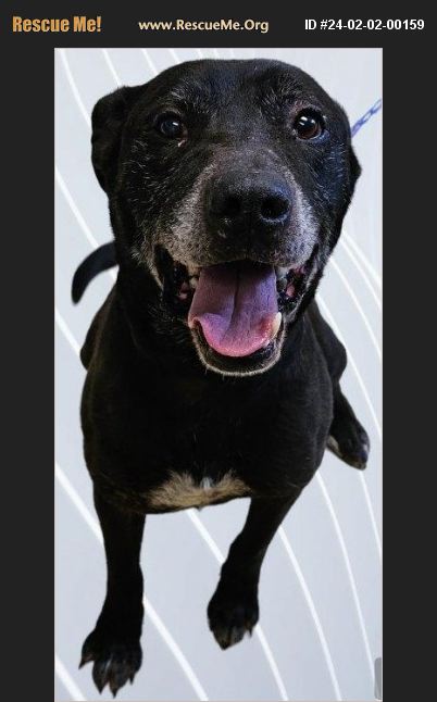 ADOPT 24020200159 ~ Lab Rescue ~ New Castle, IN