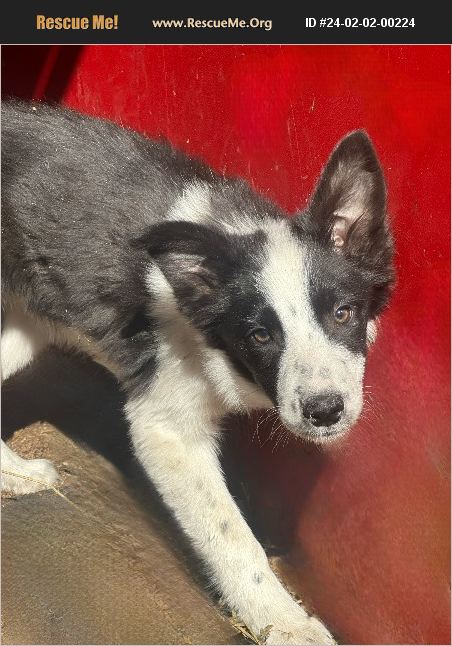ADOPT 24020200224 ~ Border Collie Rescue ~ Ocala, FL