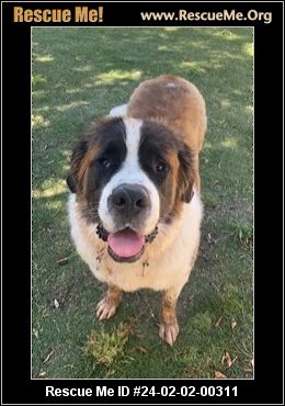 - California Saint Bernard Rescue - ADOPTIONS - Rescue Me!