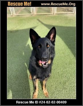 - Texas German Shepherd Rescue - ADOPTIONS - Rescue Me!
