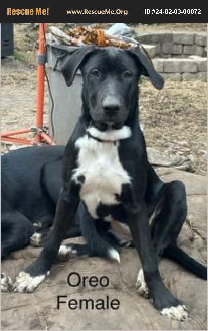 ADOPT 24020300072 ~ Great Dane Rescue ~ Bullard, TX