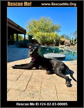 - Arizona Dog Rescue - ADOPTIONS - Rescue Me!