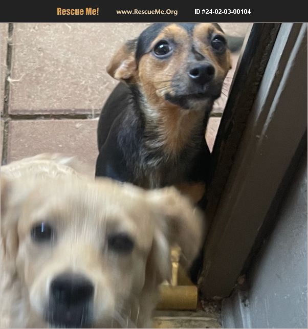 ADOPT 24020300104 ~ Chihuahua Rescue ~ Bakersfield, CA